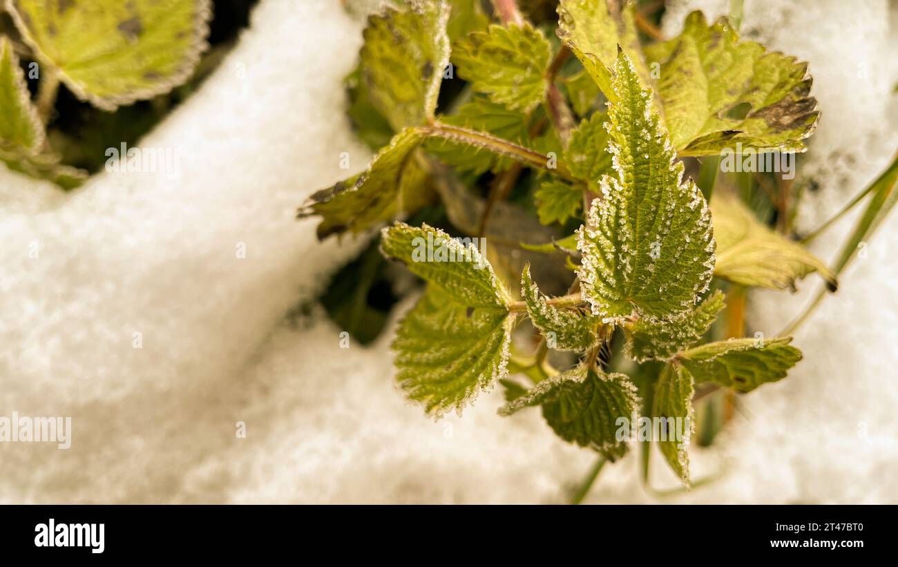 Nettles frozen frost hi-res stock photography and images - Alamy