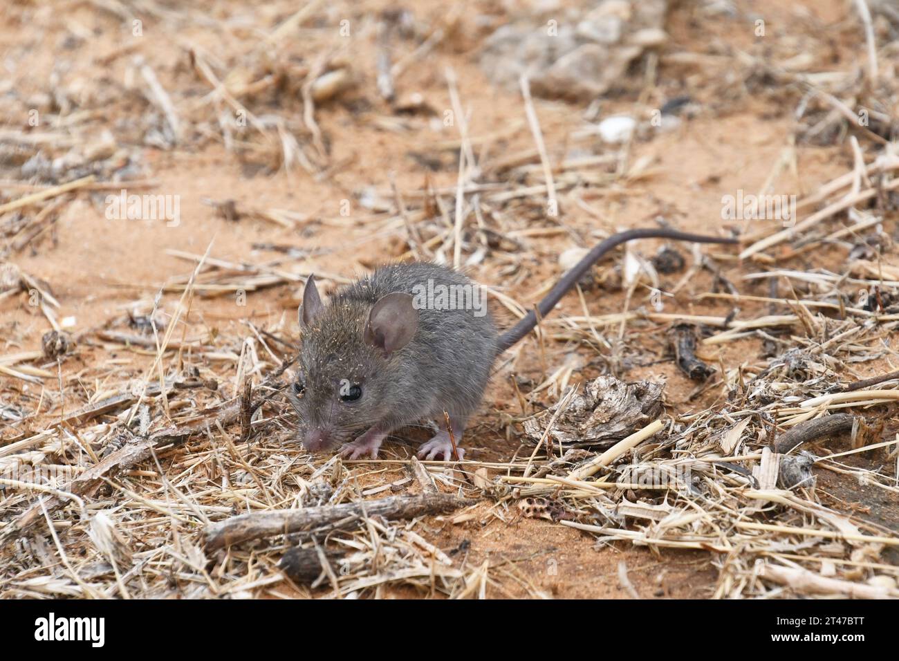 Rat infestation hi-res stock photography and images - Alamy