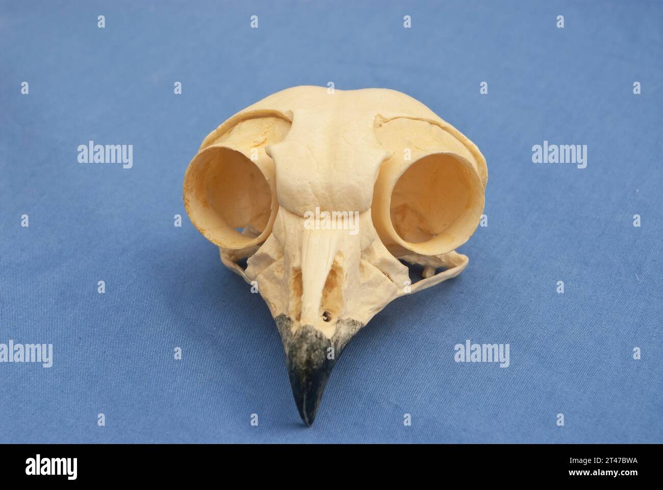 Skull, Bird of prey Stock Photo - Alamy
