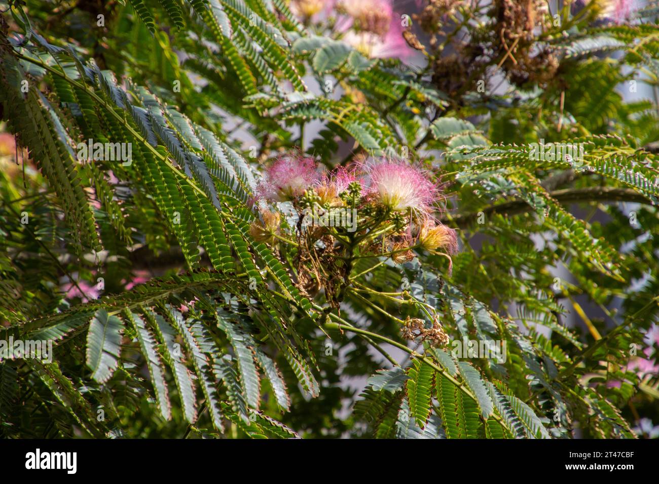Flowers of a persian silk tree Stock Photo - Alamy