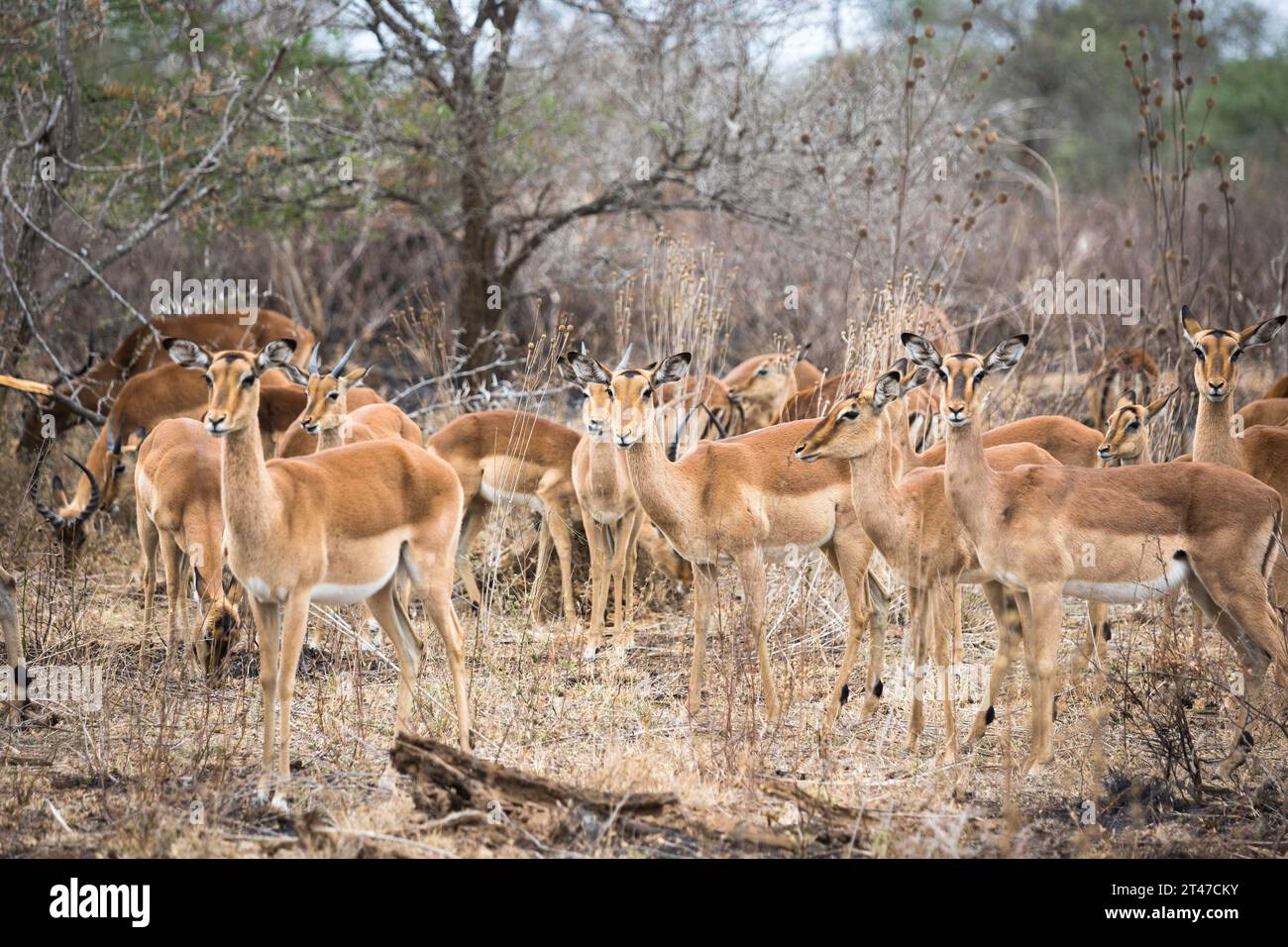 Bushveld hi-res stock photography and images - Alamy