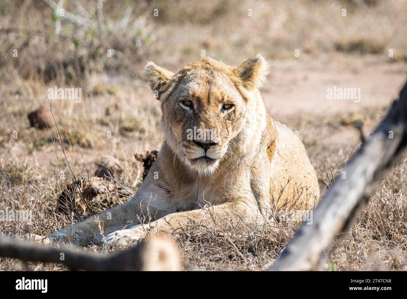 Lion lioness lazy safari wildlife hi-res stock photography and images ...