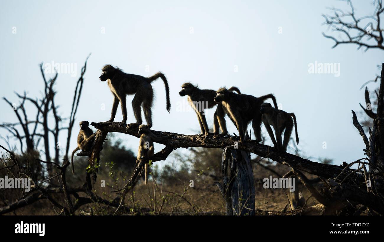 A silhouette of a troop of baboons standing on a fallen tree trunk ...