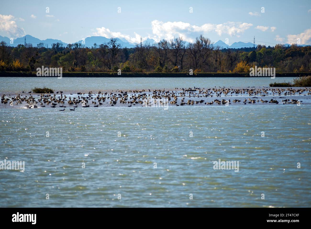 Colonies of gerylag geese and herons stand on a sand bank by the Inn ...