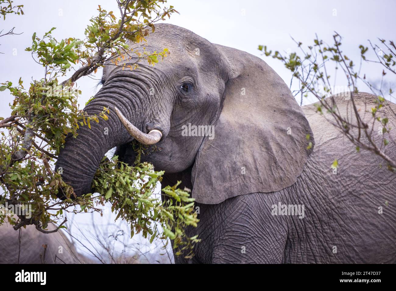 Big five african animals hi-res stock photography and images - Alamy