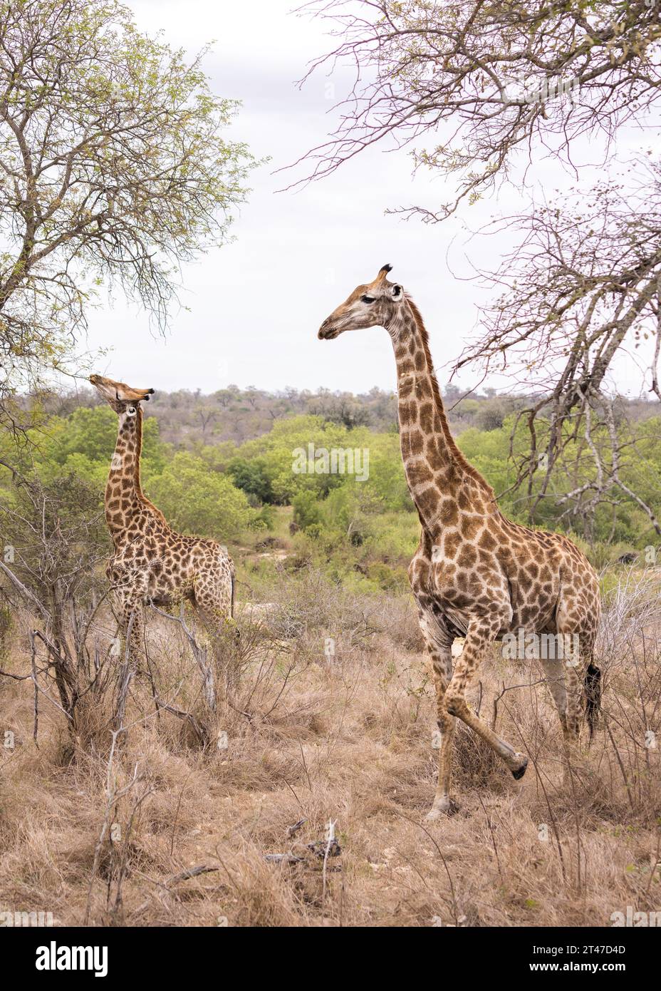Portrait of two Giraffes grazing on trees in the dry bushveld grass ...