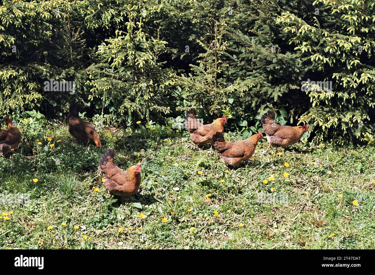 Orlen petro station hi-res stock photography and images - Alamy