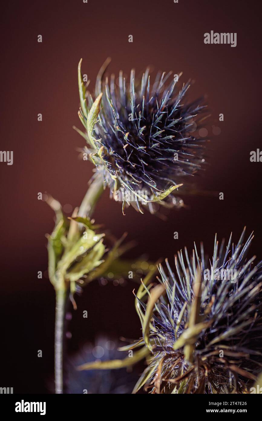Thorn plunt with dew drops on needles on blurred dark background Stock ...