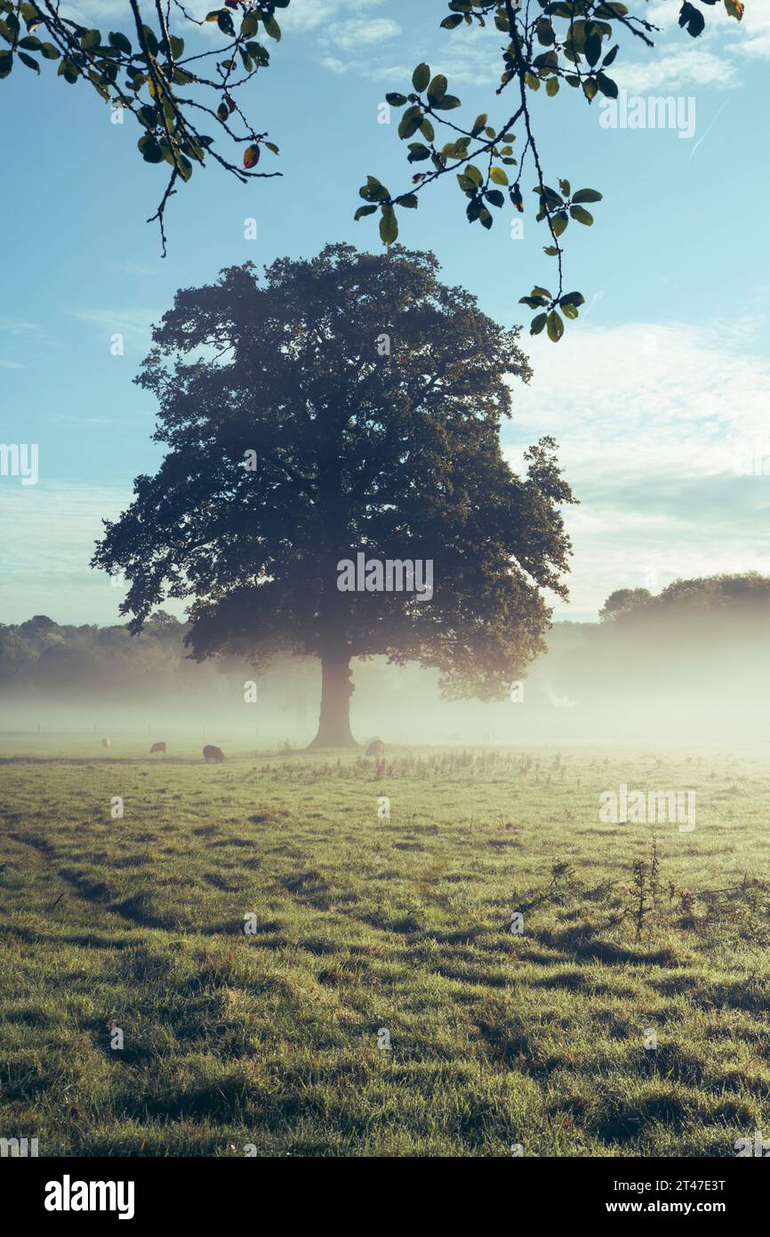 Sheep graze in a misty field early in the morning in a rural area of ...