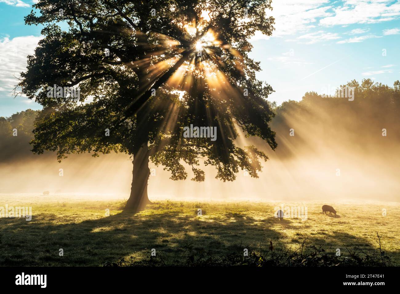 Flare beams hi-res stock photography and images - Alamy