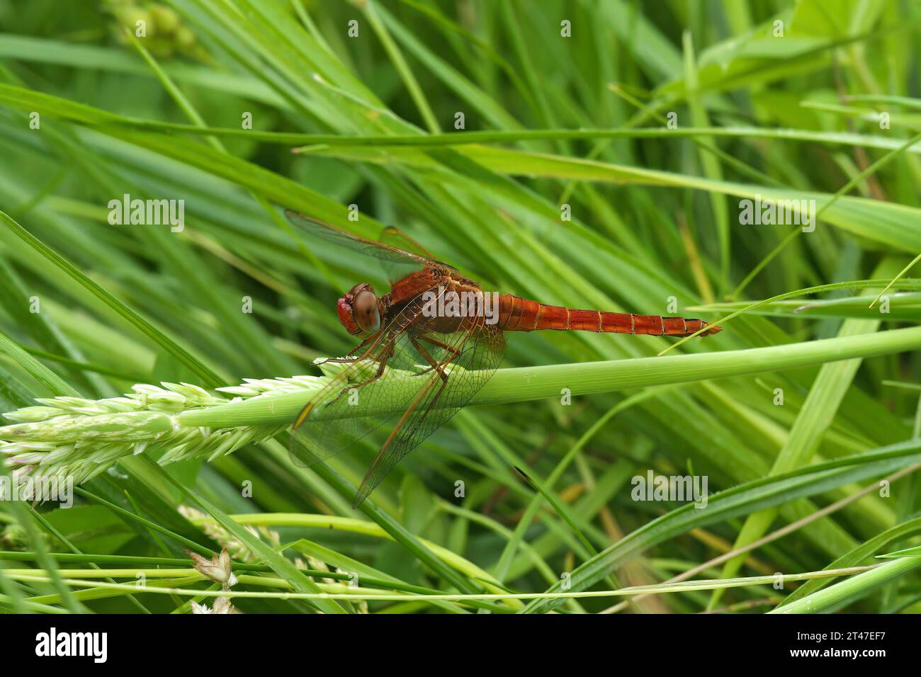 Natural closeup on a bright red male Red-veined hawker dragonfly ...