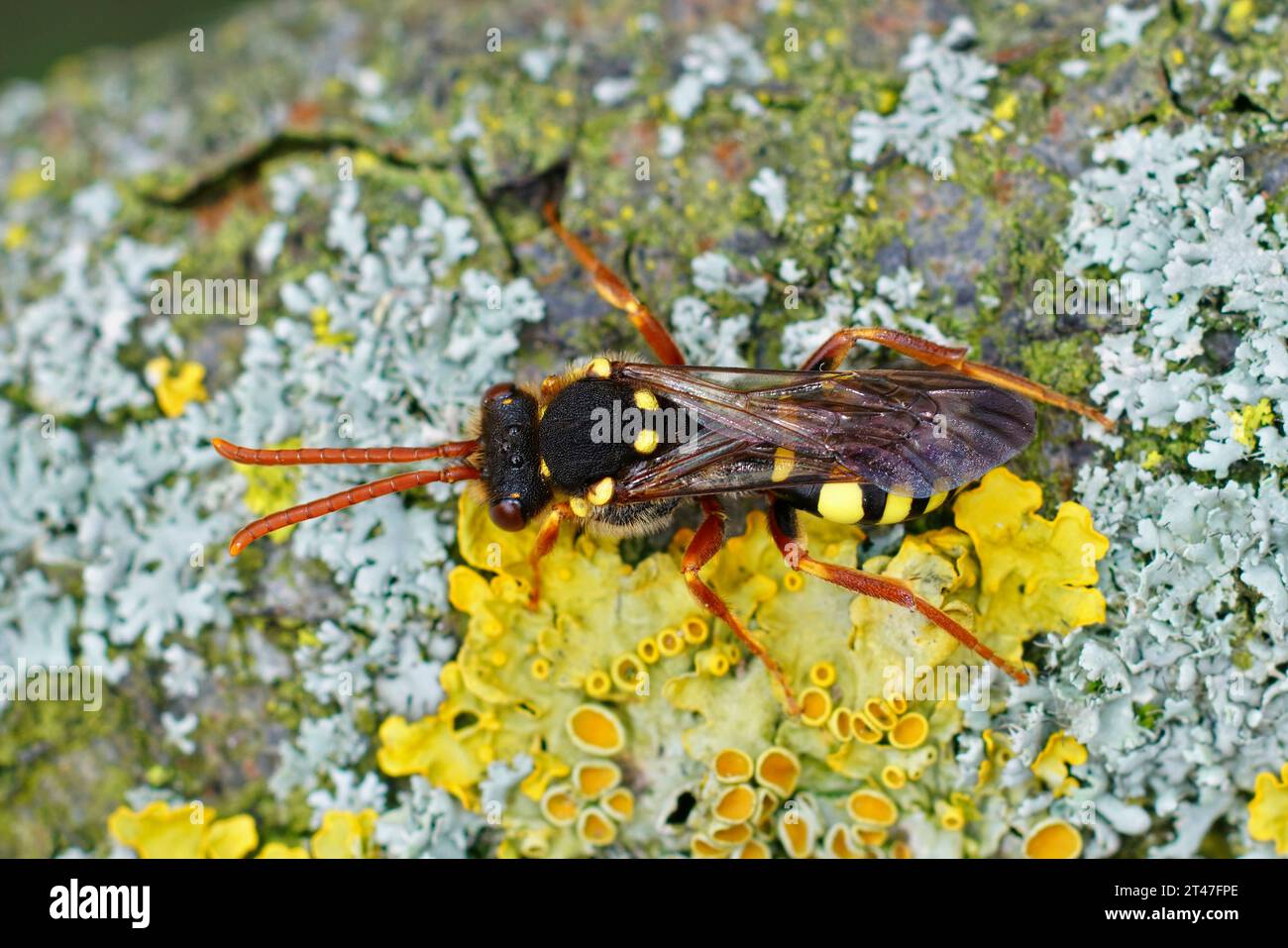 Detailed dorsal closeup of a female of the colorful orange horned nomad ...