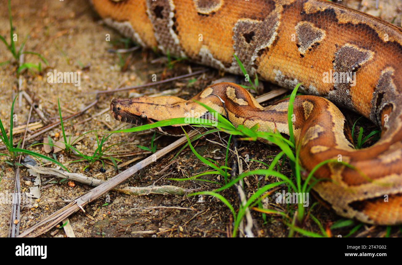 Fettreich hi-res stock photography and images - Alamy