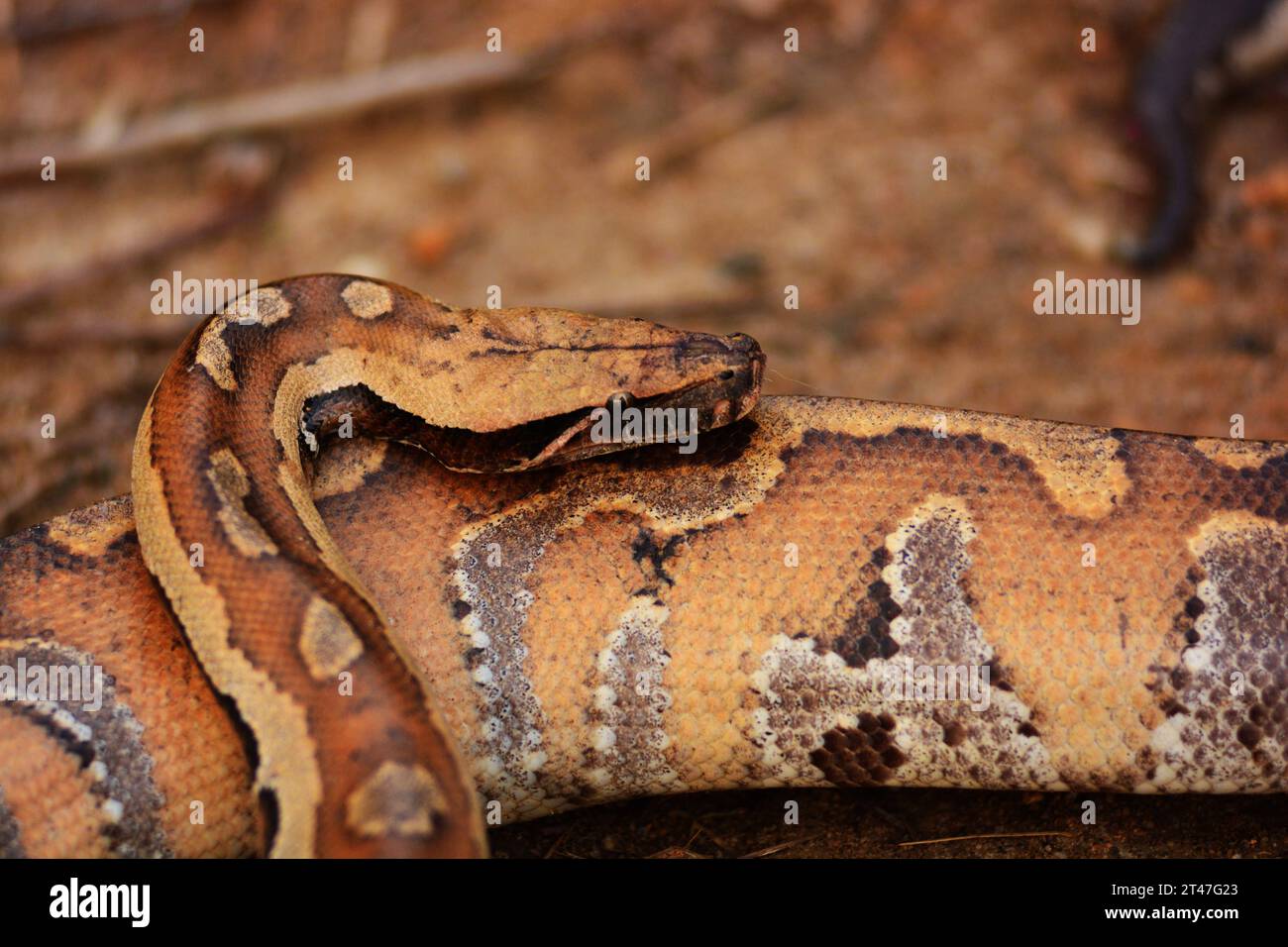 Wilde nagetiere hi-res stock photography and images - Alamy