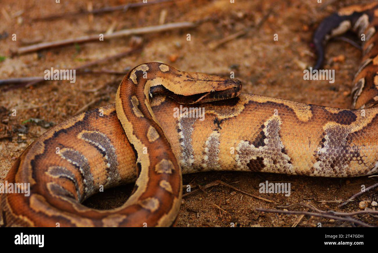 Short fat body hi-res stock photography and images - Alamy