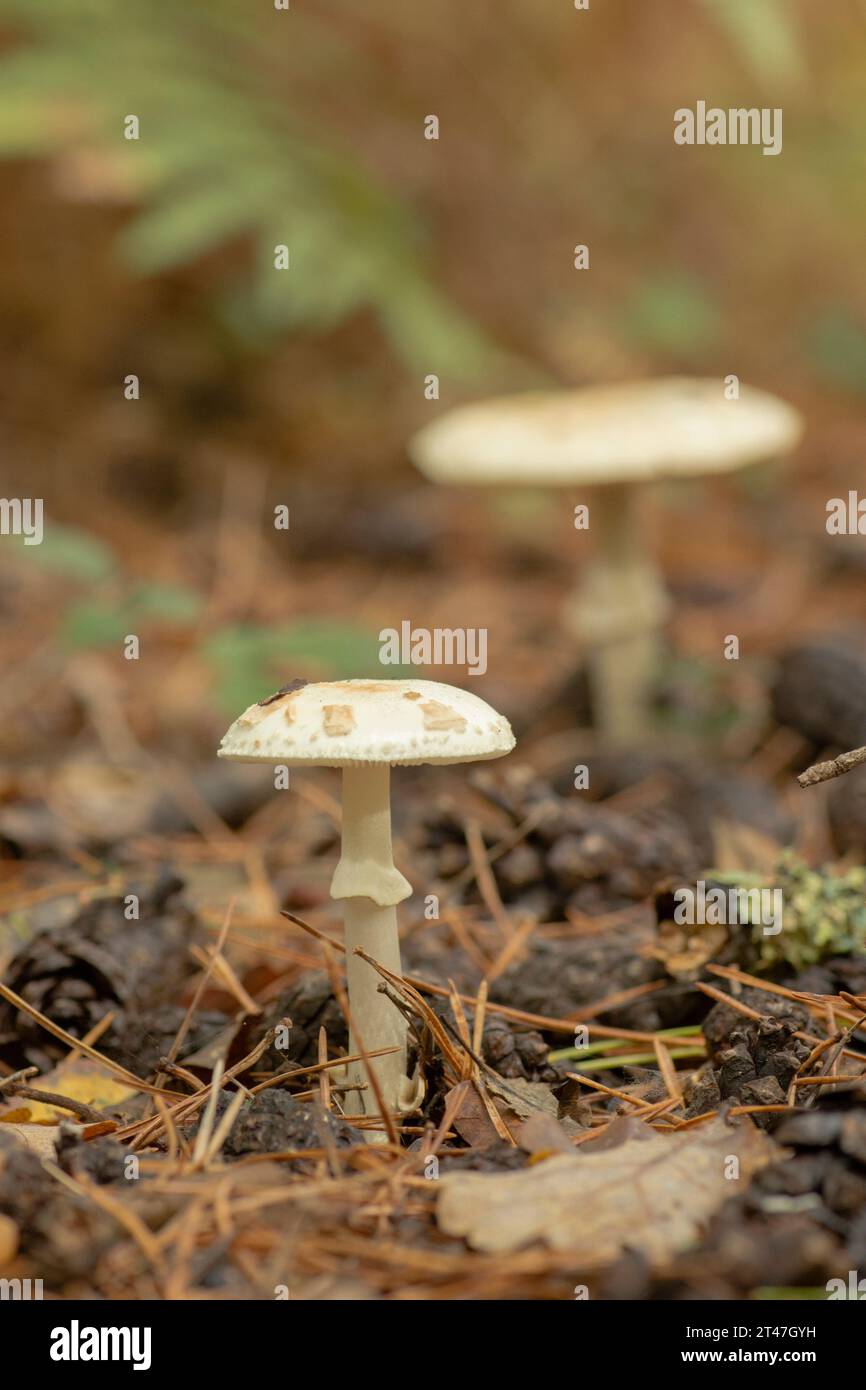 False death cap, Amanita citrina, white toadstool Stock Photo - Alamy