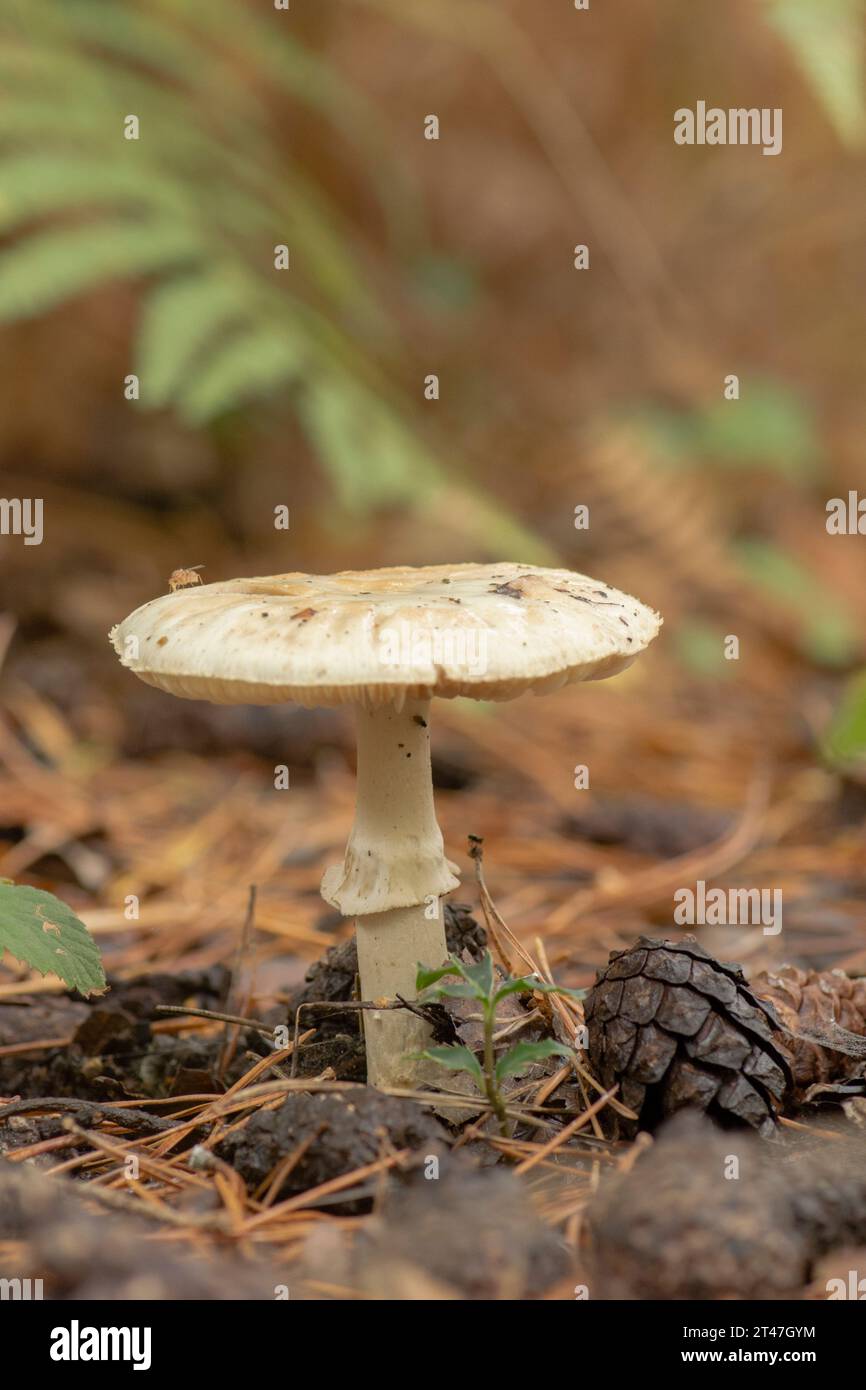 False death cap, Amanita citrina, white toadstool Stock Photo - Alamy