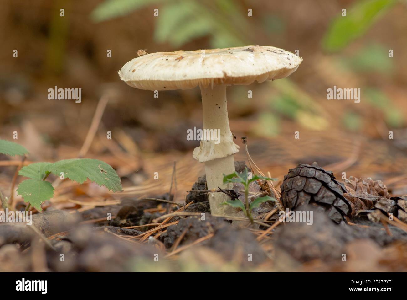 False death cap, Amanita citrina, white toadstool Stock Photo - Alamy