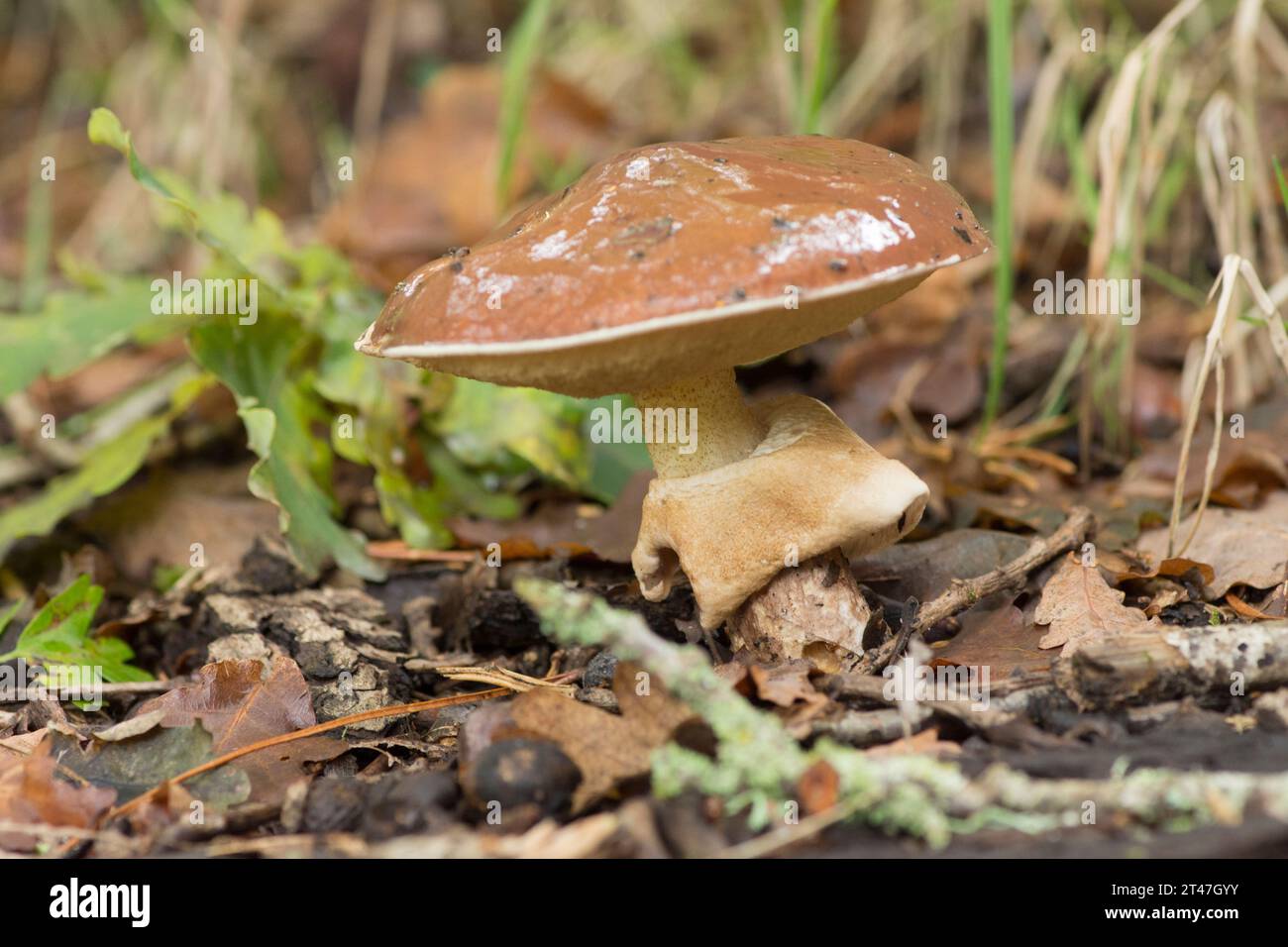 Slippery Jack, Suillus luteus, toadstool, Sussex, UK, October Stock ...