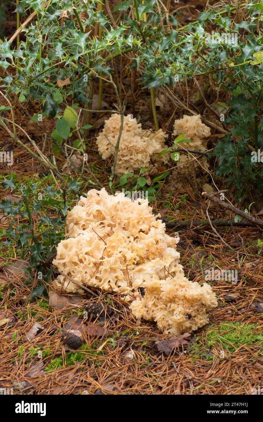 Wood cauliflower, Cauliflower fungus, Sparassis crispa, rosette of ...