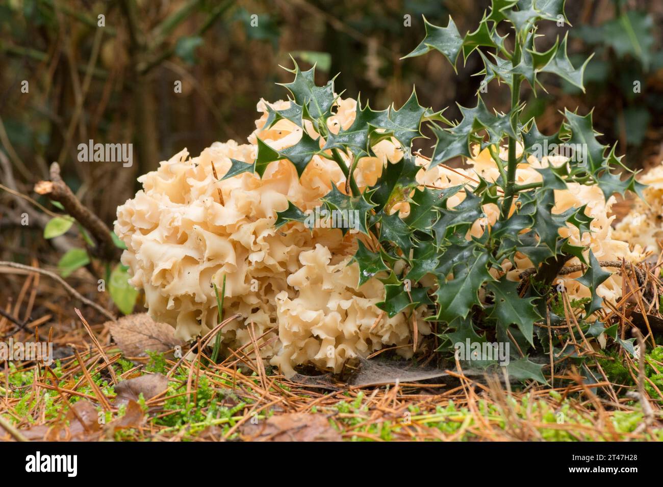 Wood cauliflower, Cauliflower fungus, Sparassis crispa, rosette of ...