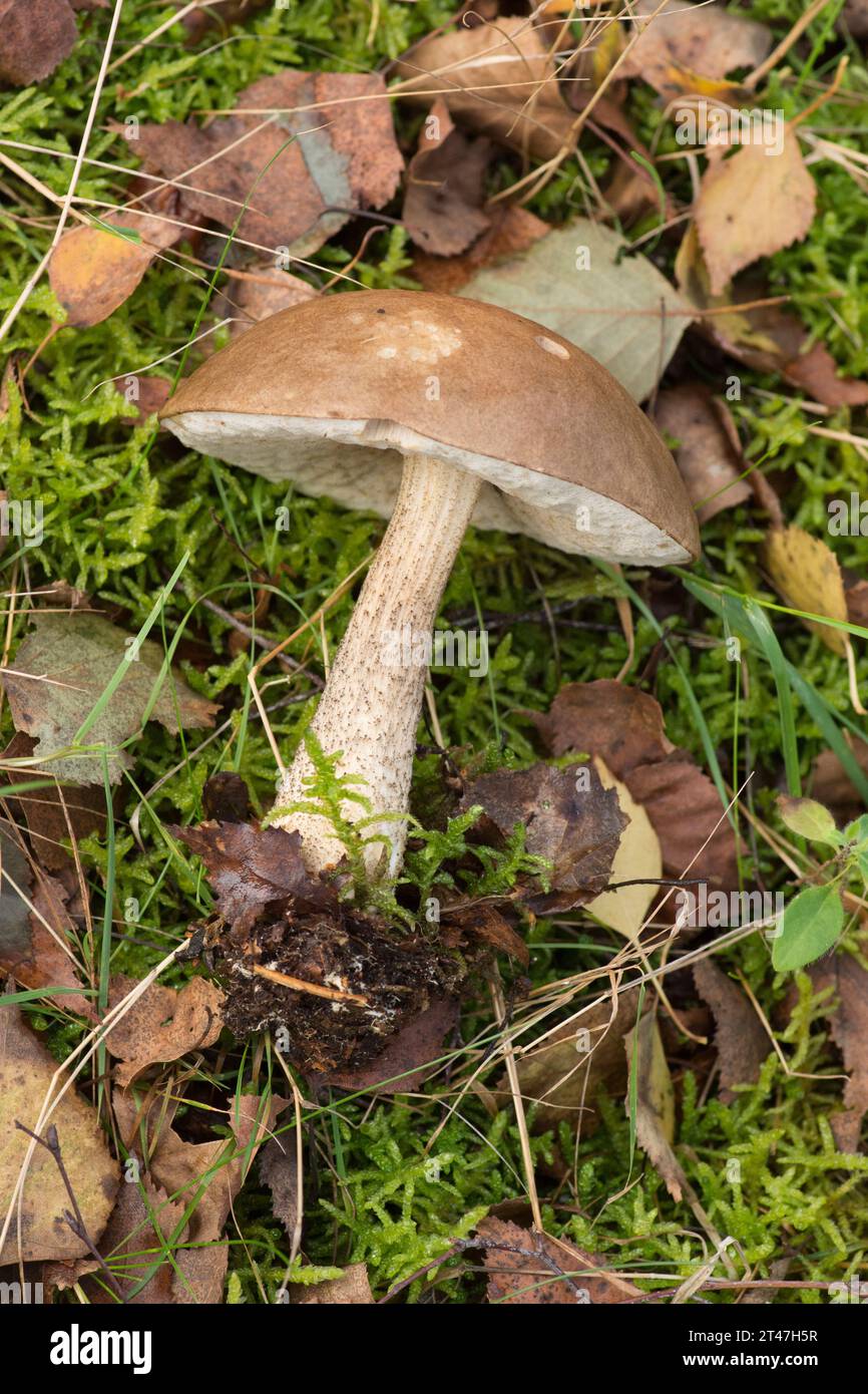 Brown Birch Bolete, Leccinum scabrum, uprooted lying down showing root ...