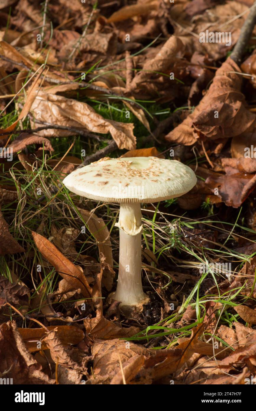 False death cap, Amanita citrina, white toadstool Stock Photo - Alamy