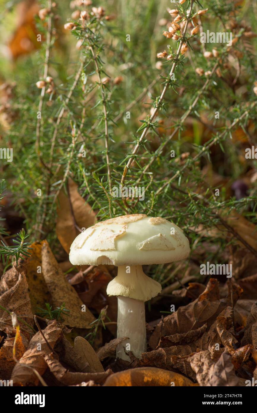 Amanita white death cap hi-res stock photography and images - Alamy