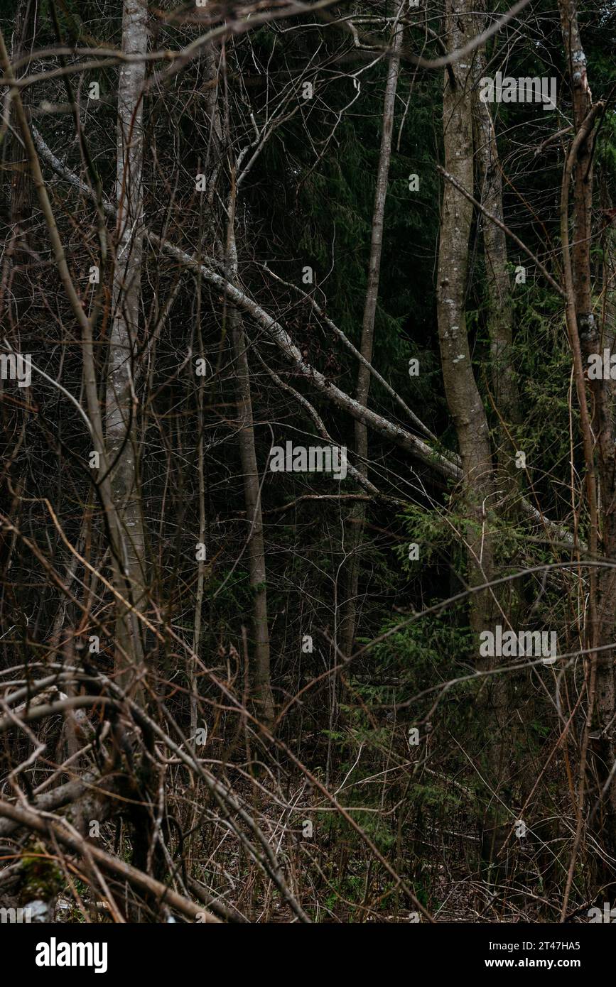 Late autumn in the northern forest. Trees without leaves with branches ...