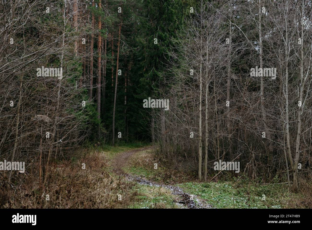 Late autumn in the northern forest. Trees without leaves with branches ...