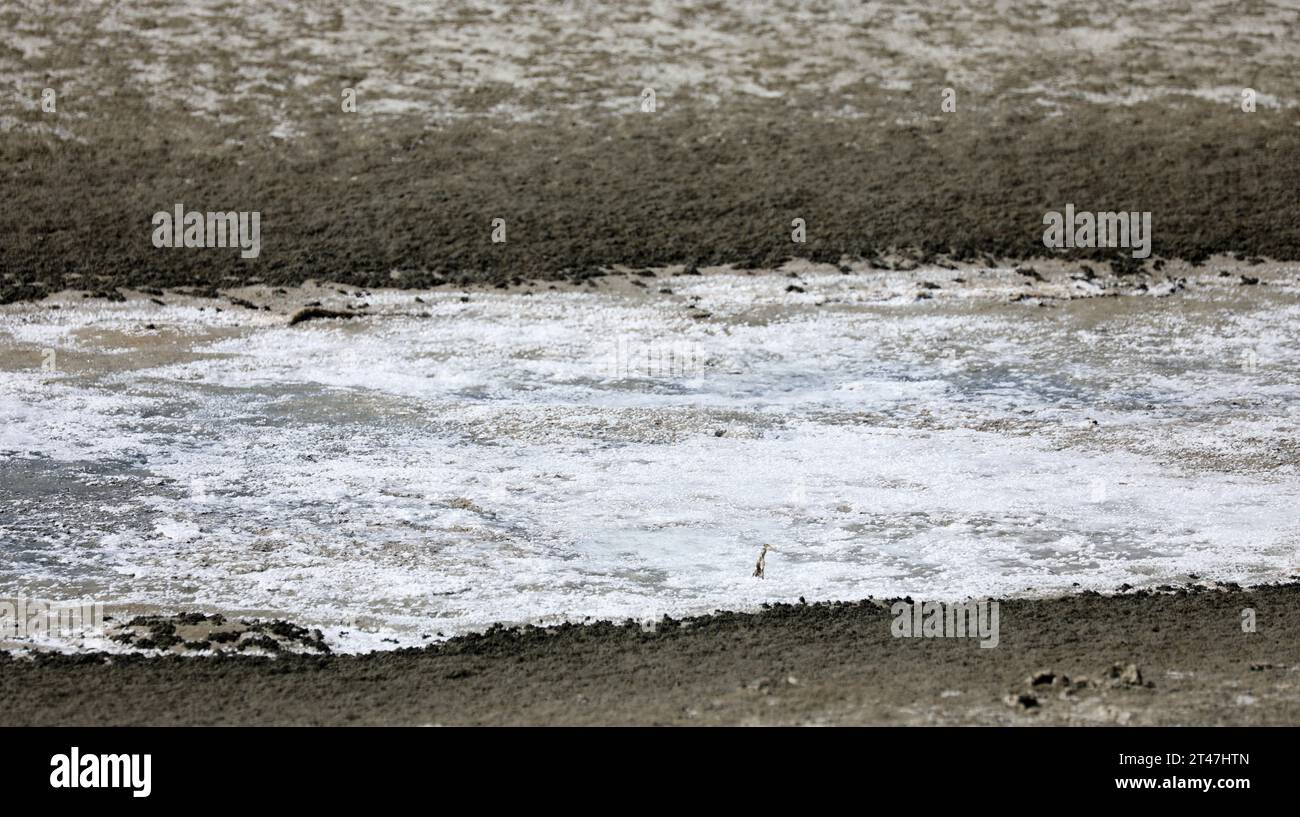 Salt deposits on the coast in the Camargue Stock Photo - Alamy