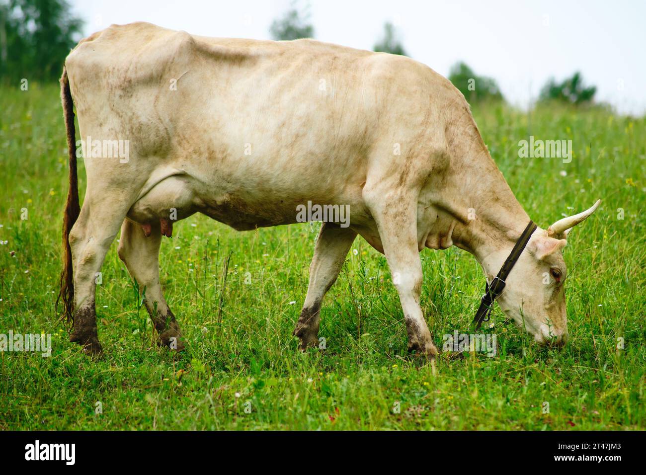 Cow munch on the fresh grass in the pasture, enjoying the natural ...