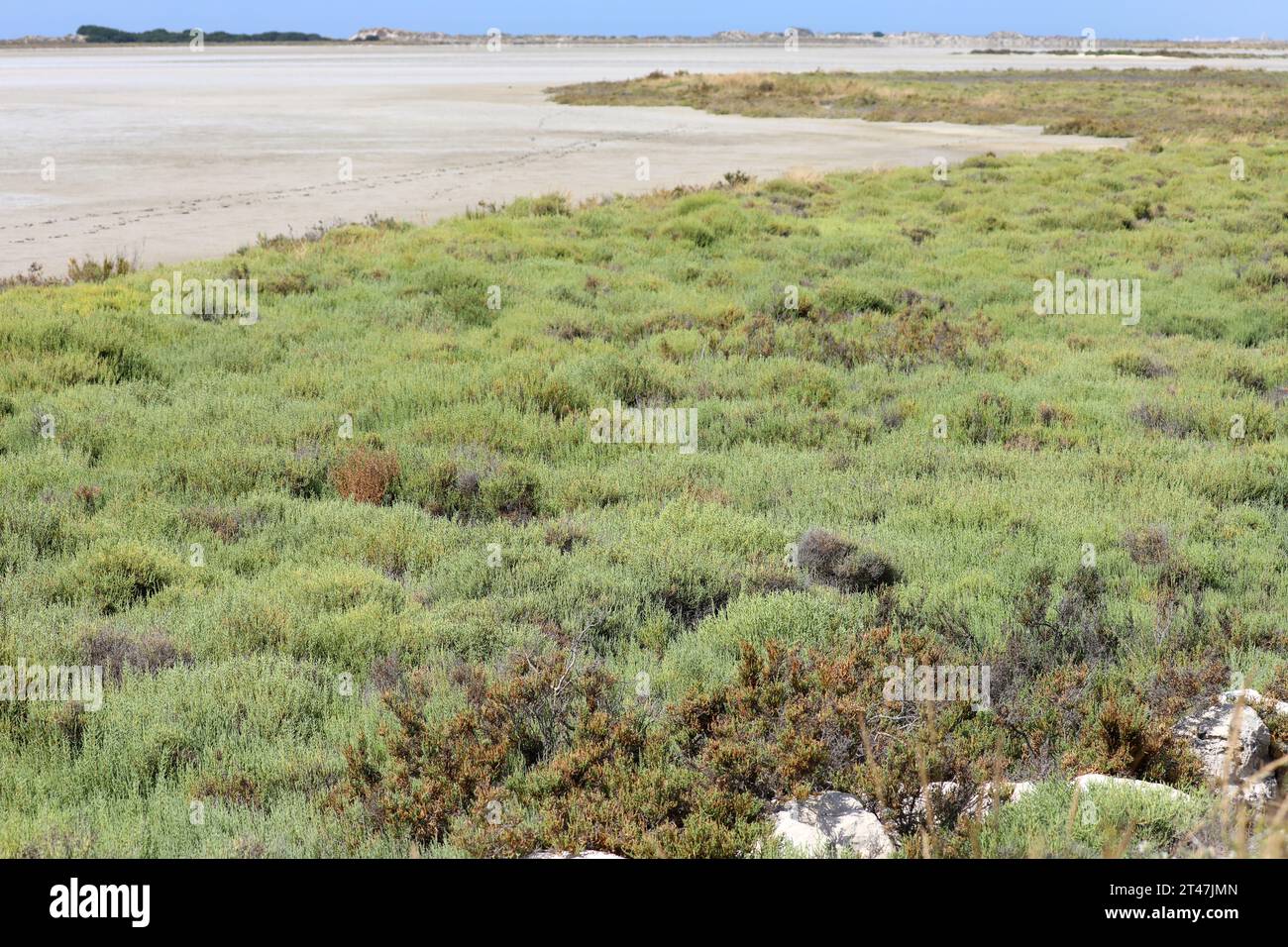 Plants on a seaside beach Stock Photo - Alamy