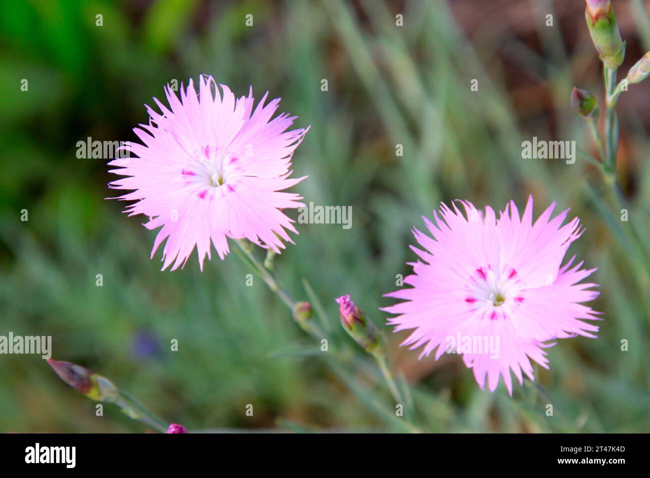 Carnation features hi-res stock photography and images - Alamy