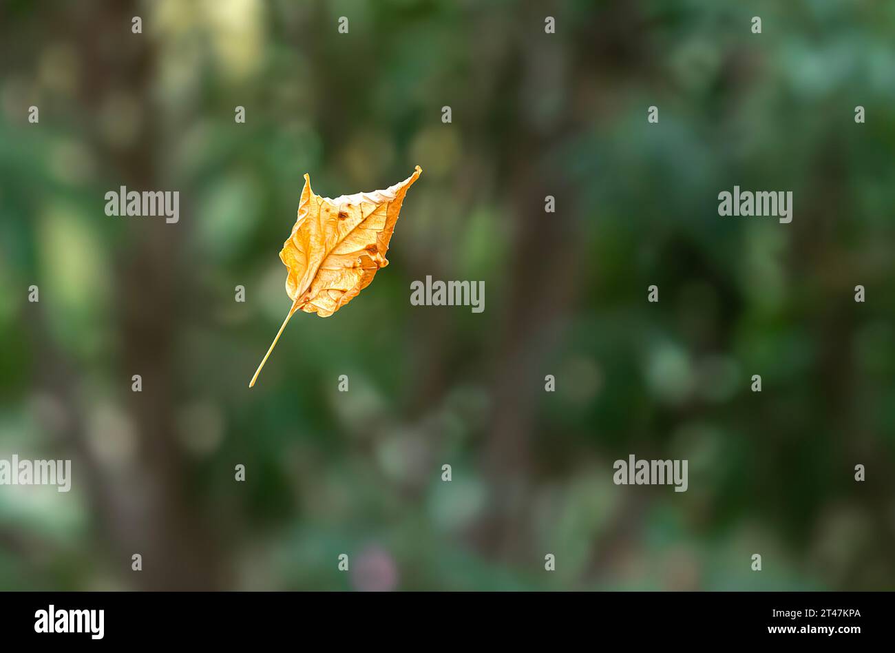 yellow leaf stuck in the air caught in a spider web Stock Photo - Alamy