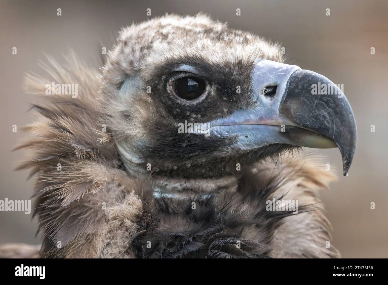 Cinereous vulture (Aegypius monachus) is a large raptorial bird that is ...