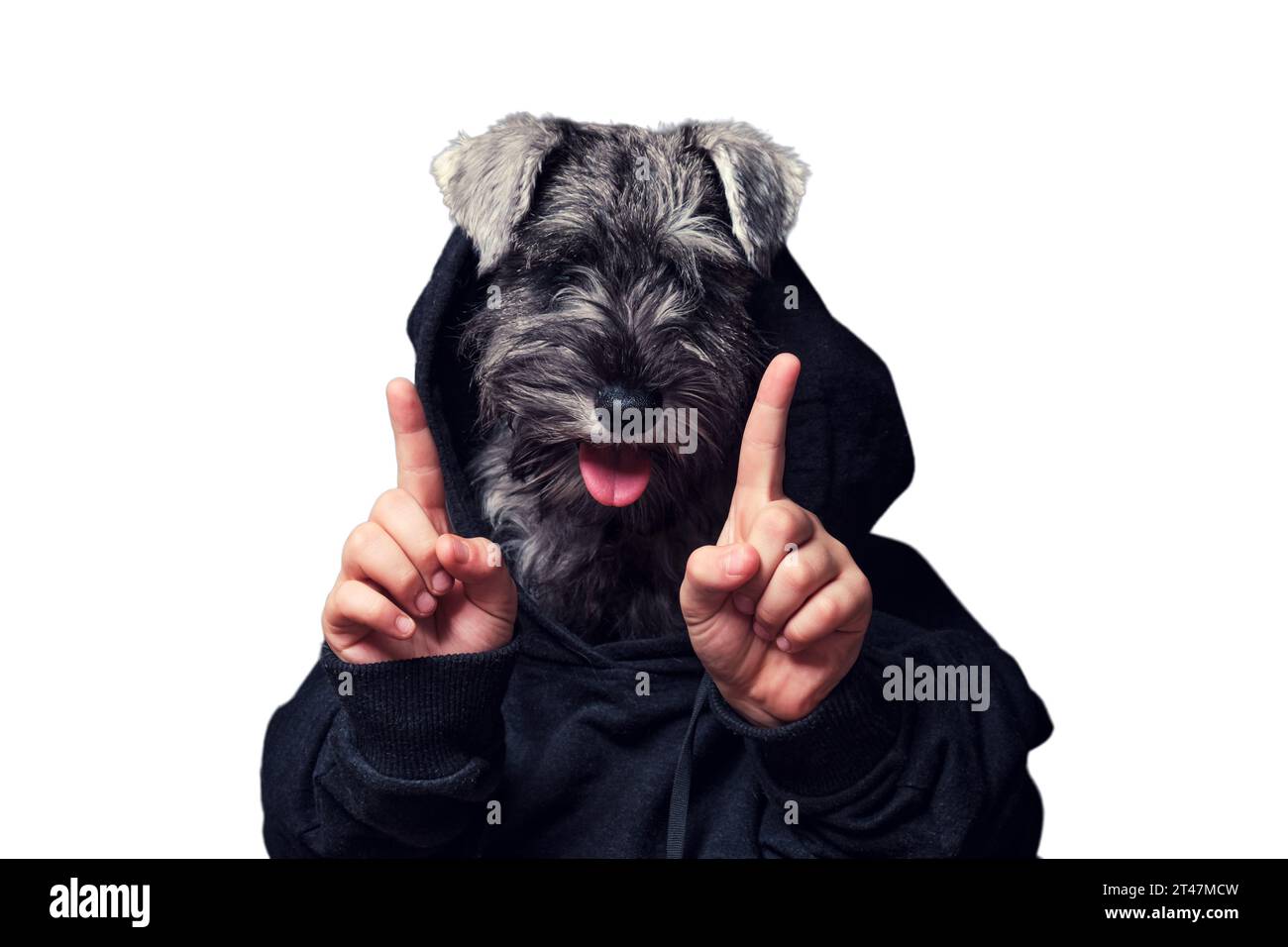 Dog head with human hands like a man, funny collage, isolated on white ...