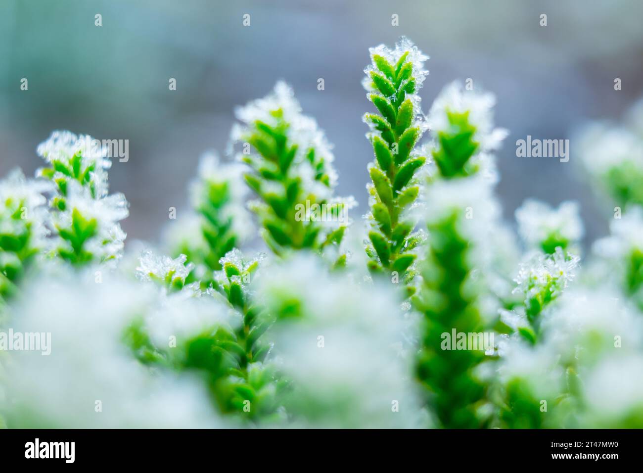 Frozen nature with green plants. Green background. High resolution ...