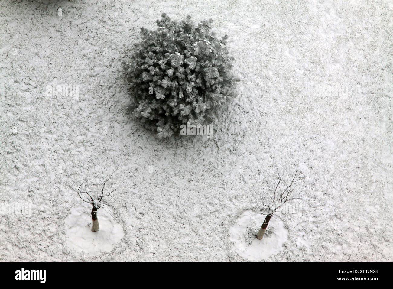 conifers trees in the snow, closeup of photo Stock Photo - Alamy
