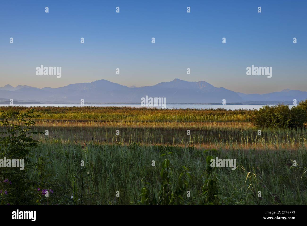 Strip Of Reeds, Thatch (hragmites Australis) At The Chiemsee, In The ...