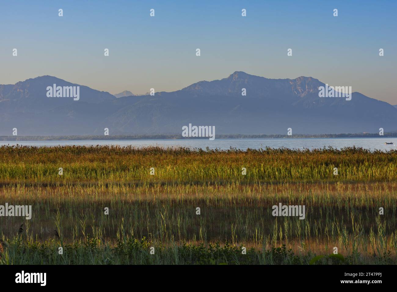 Strip Of Reeds, Thatch (hragmites Australis) At The Chiemsee, In The ...