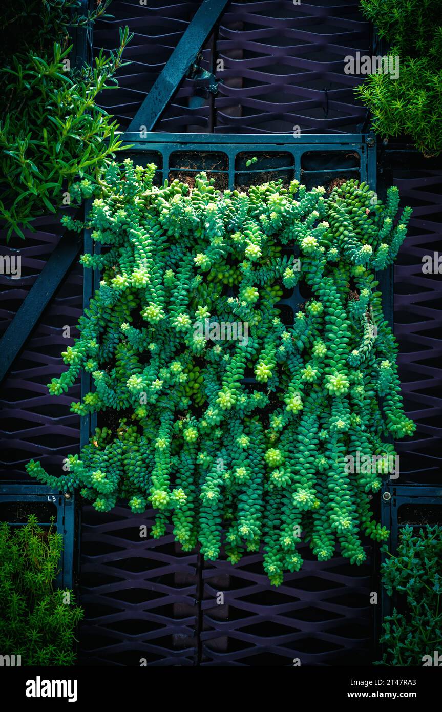 Stunning vertical garden showcases succulent plant. Its vibrant ...