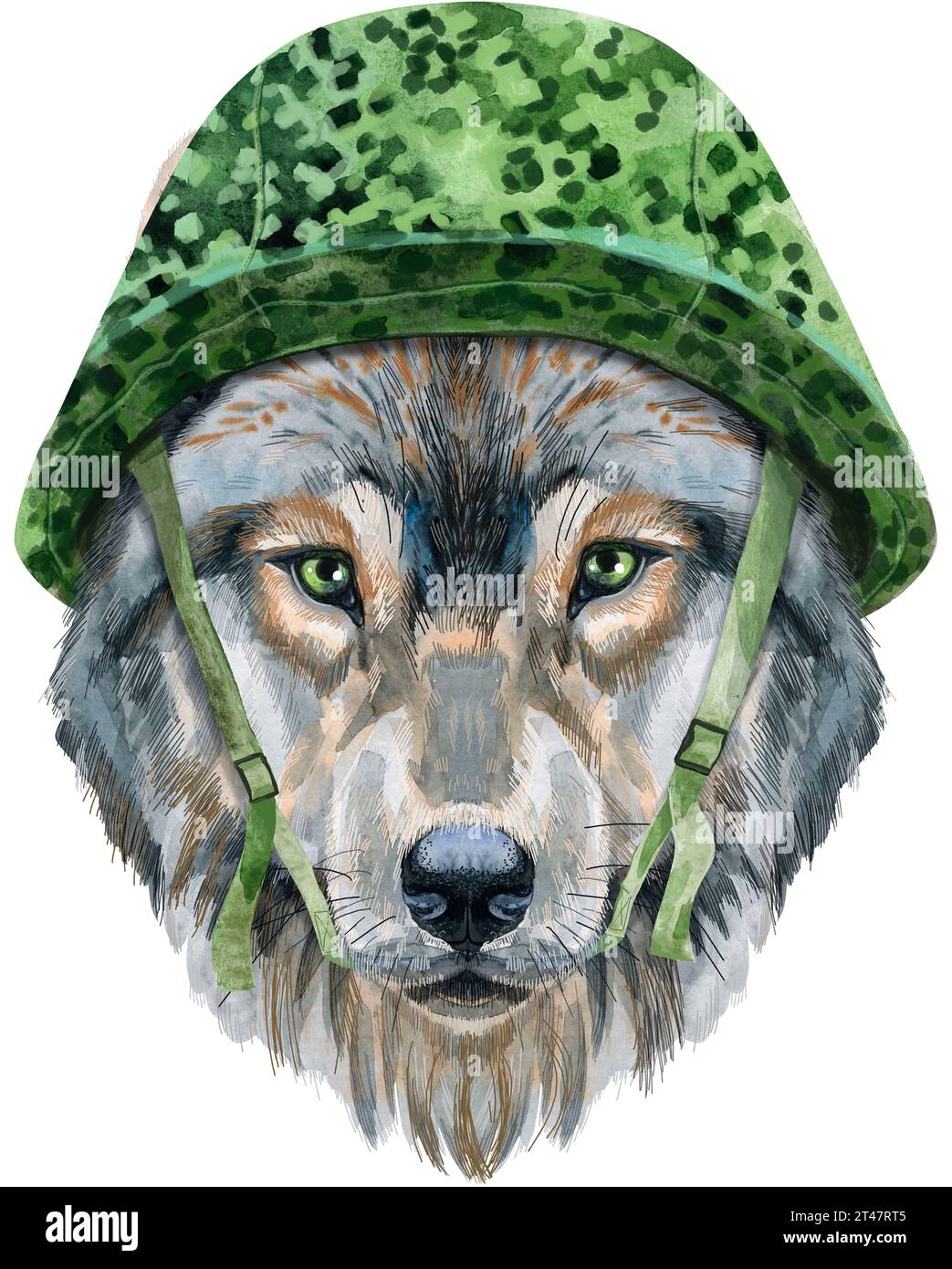 Portrait of a wolf in military tactical helmet. Watercolor gray wolf ...