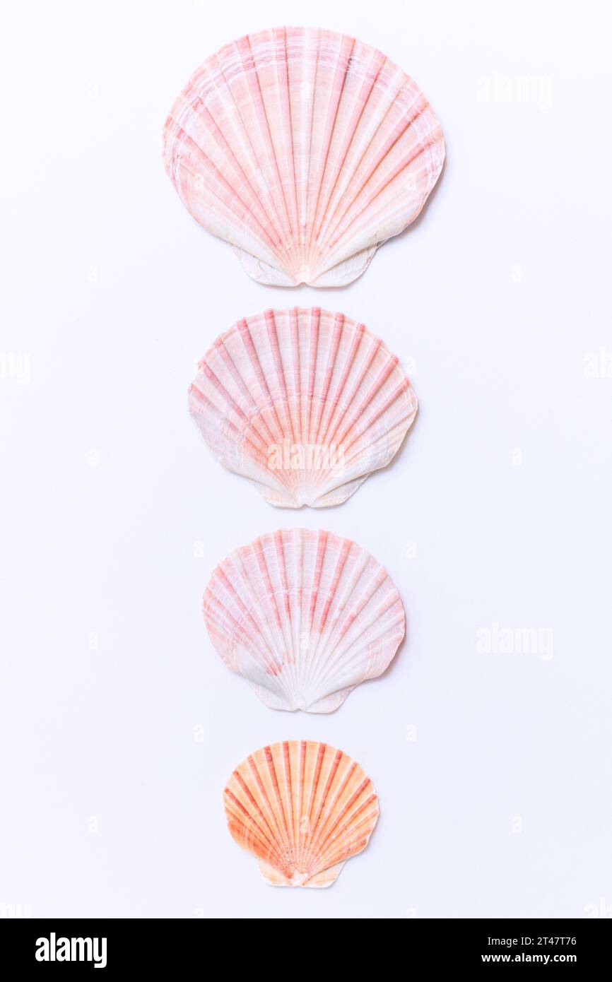 Collection of four shells. Scallop in a row. Isolated on a white ...