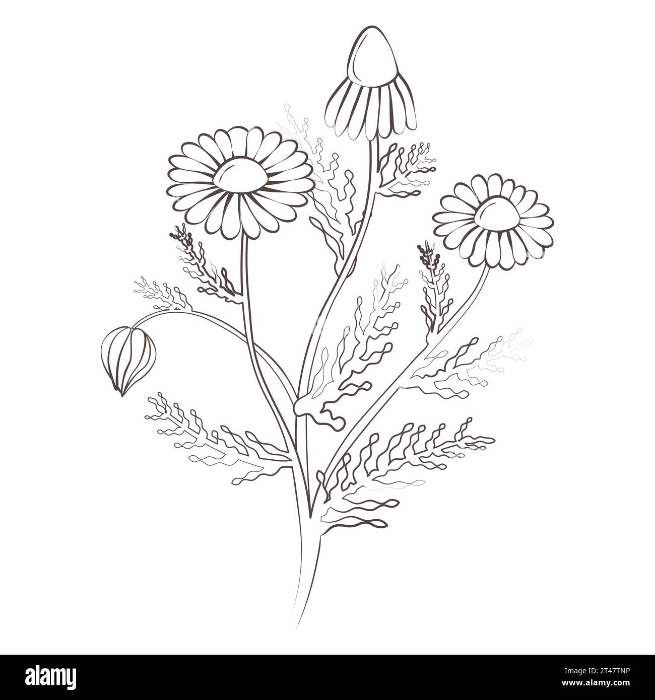 Medicinal plants chamomile hand drawn vector transparent background ...
