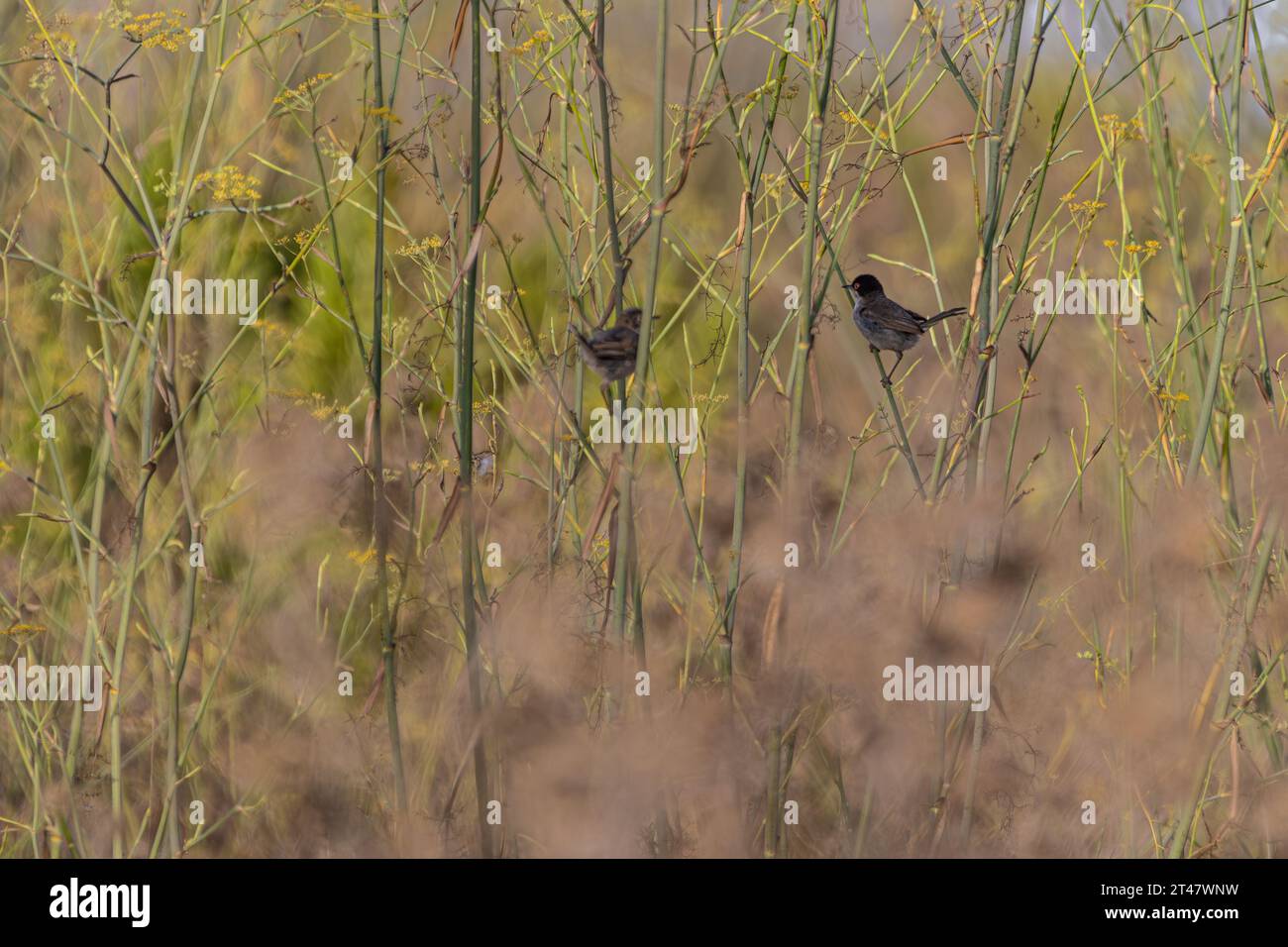 songbirds natural habitat in the grasslands Stock Photo - Alamy