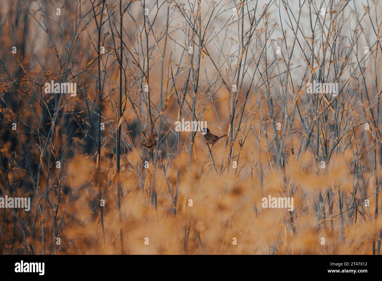 songbirds natural habitat in the grasslands Stock Photo - Alamy