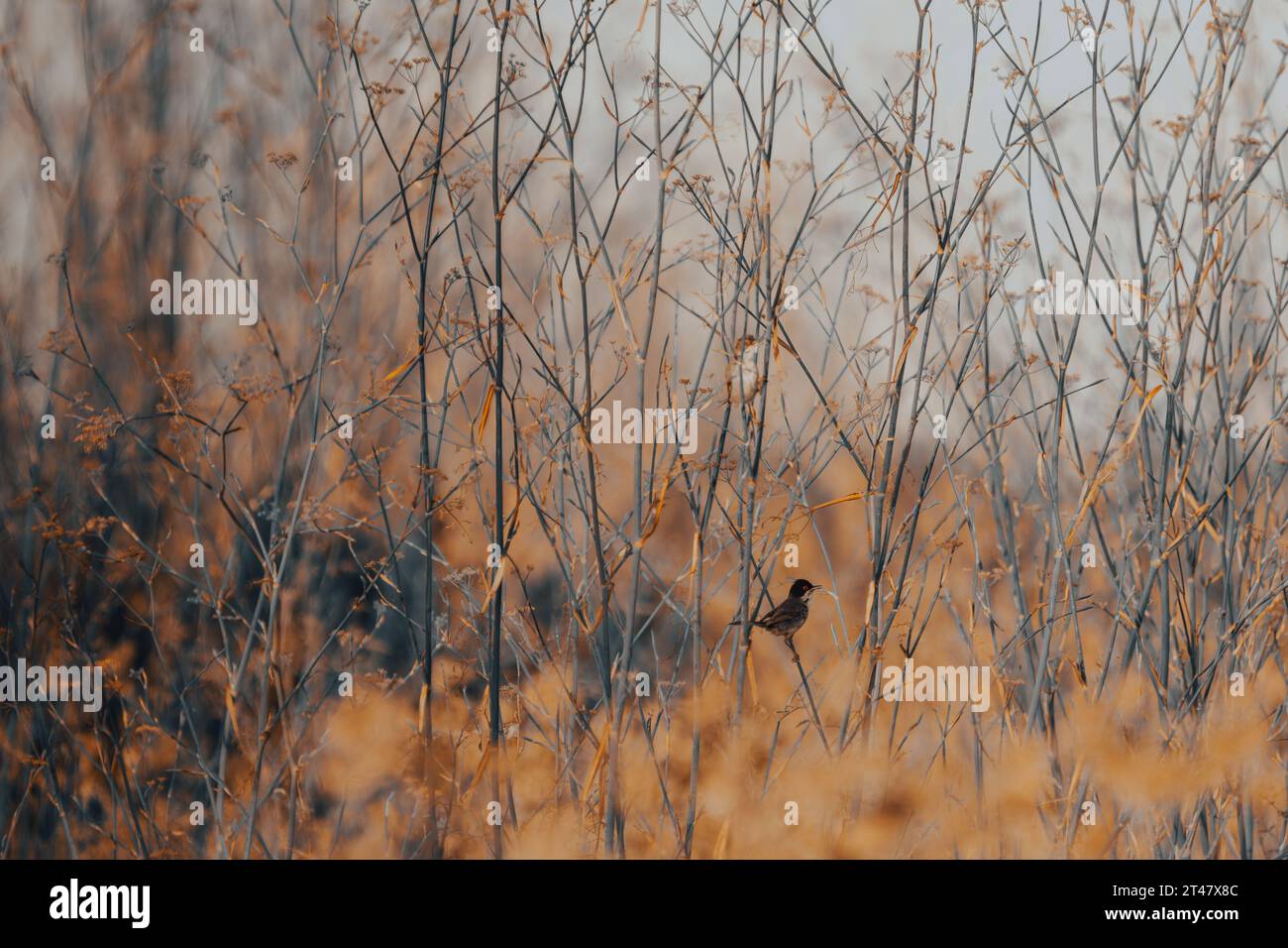 Arid habitat birds hi-res stock photography and images - Alamy