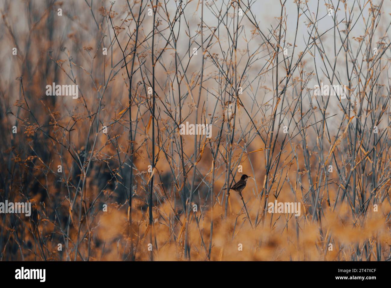 songbirds natural habitat in the grasslands Stock Photo - Alamy