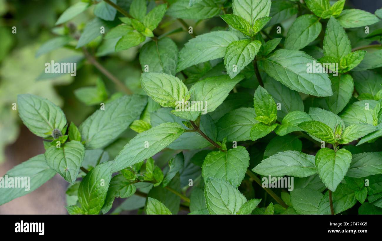 Close-up view of peppermint plant stems adorned with vibrant green ...